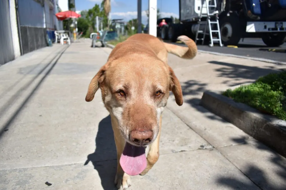 ¡Oficial! El perro Caramelo ya es raza mexicana - Reto Diario